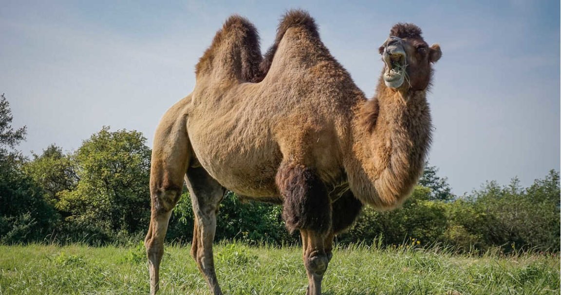 cammello gobbe acqua grasso | Domande Impossibili