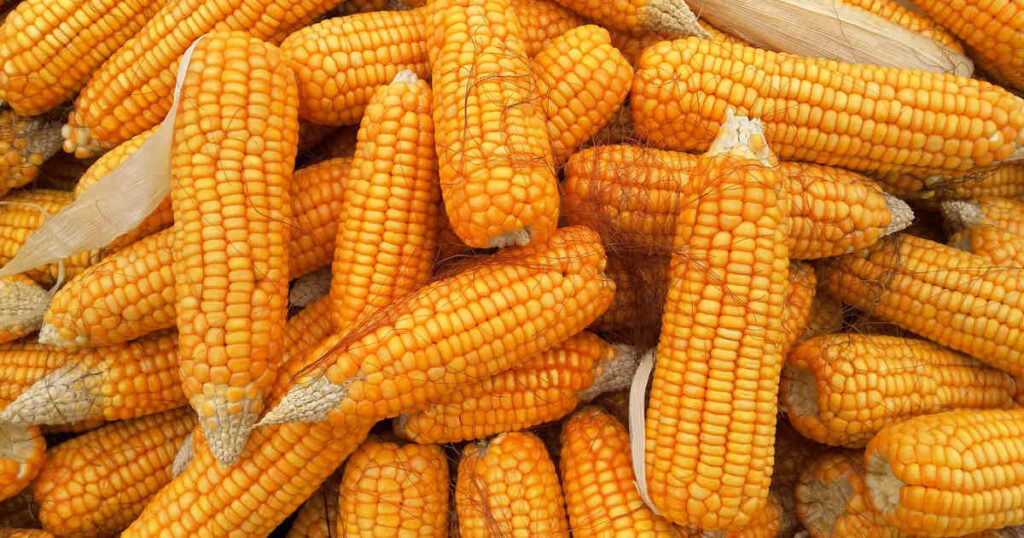 Perché il mais si chiama granturco? | Domande Impossibili